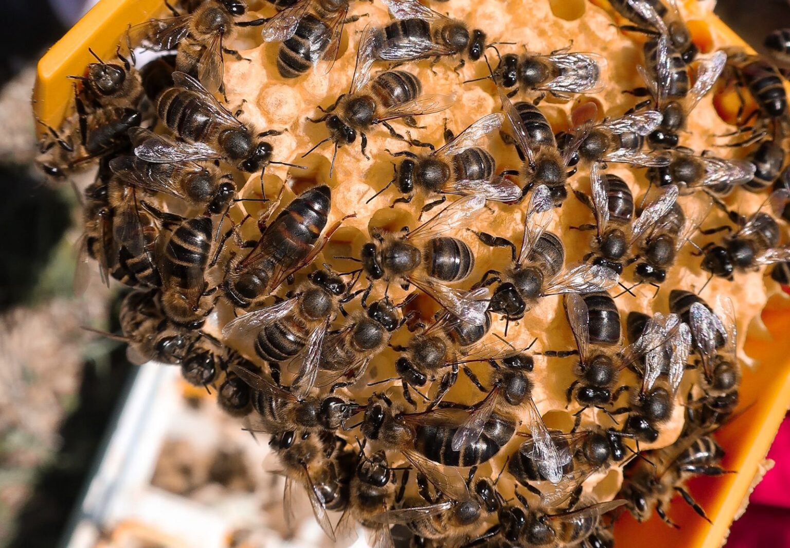 Abejas reina - Abejas del Moncayo
